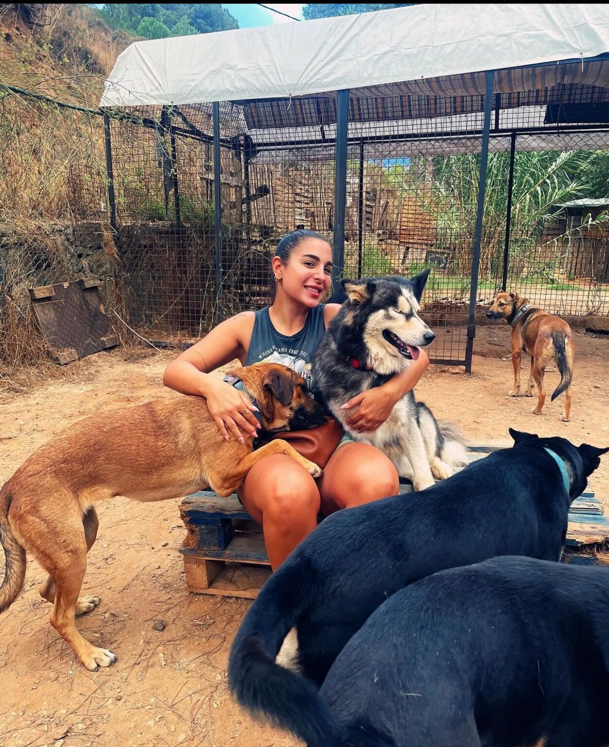 How Are GMAP Dogs Adopted Overseas?: Everything You Need to Know About ...